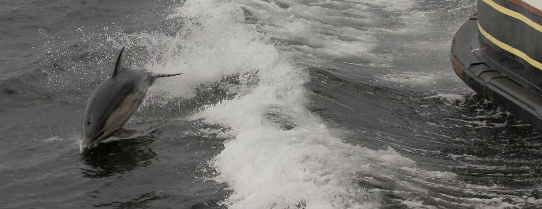 Another Dolphin | Paddle Steamer Preservation Society